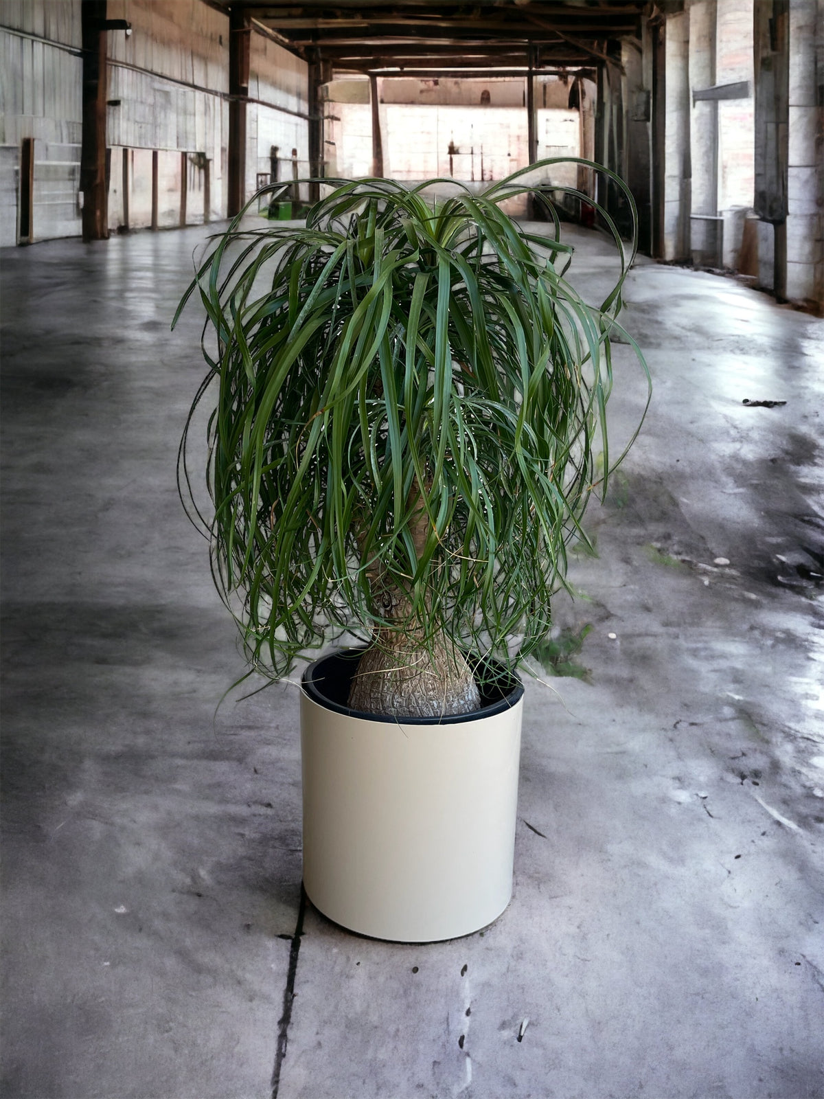 Poneytail Palm in Cafe Planter | Plant Party