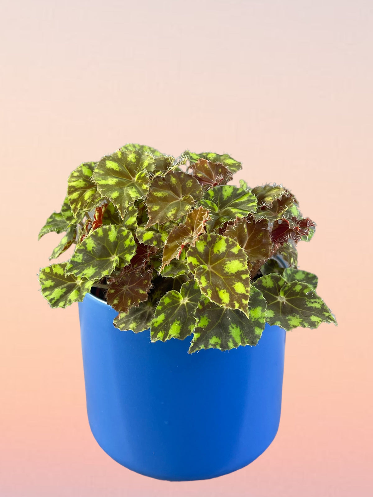 Tiger Paw Begonia in Ultramarine Planter | Plant Party