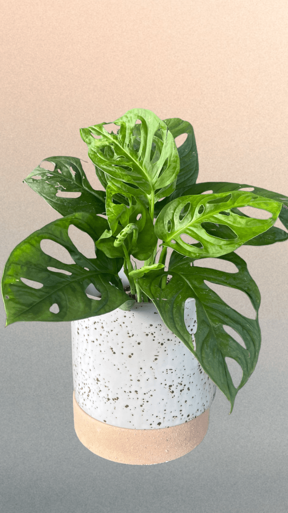 Mature Swiss Cheese Vine in Brea Planter w/ Drain Dish | Plant Party