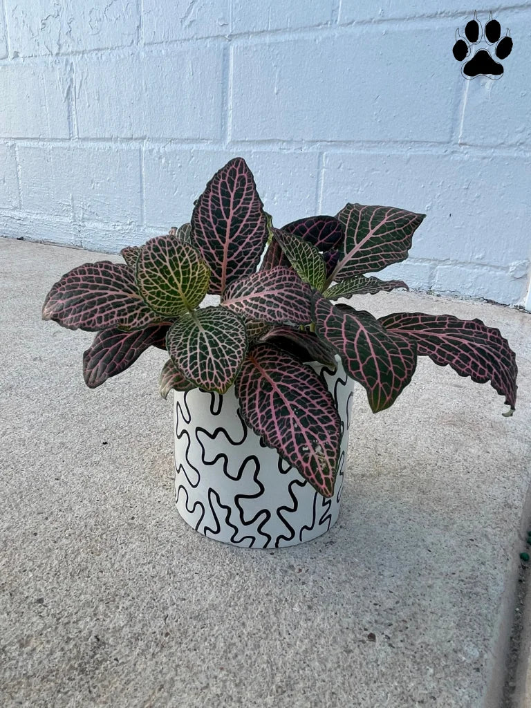 Nerve Plant in Maze Planter | Plant Party