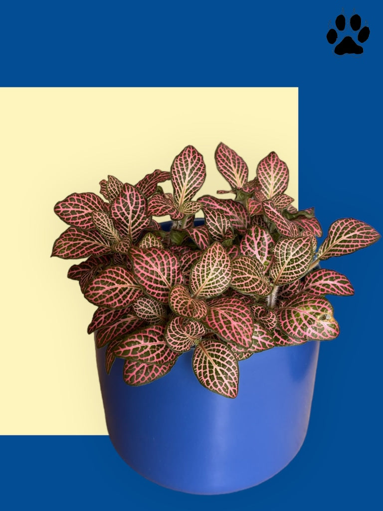 Nerve Plant in Ultra Marine Planter | Plant Party