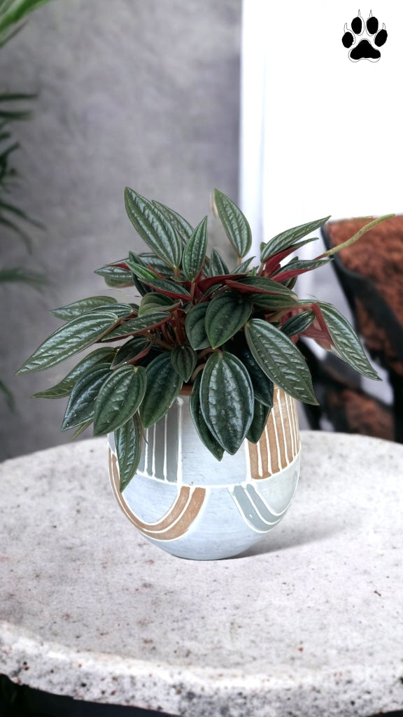 Pepperomia Rosso in Archie Planter | Plant Party
