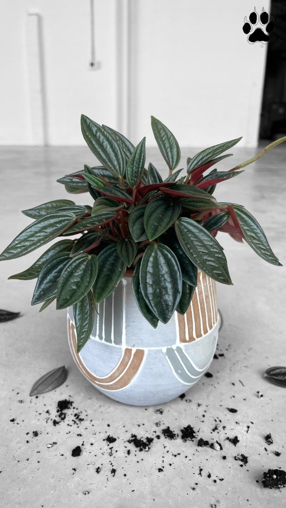 Pepperomia Rosso in Archie Planter | Plant Party