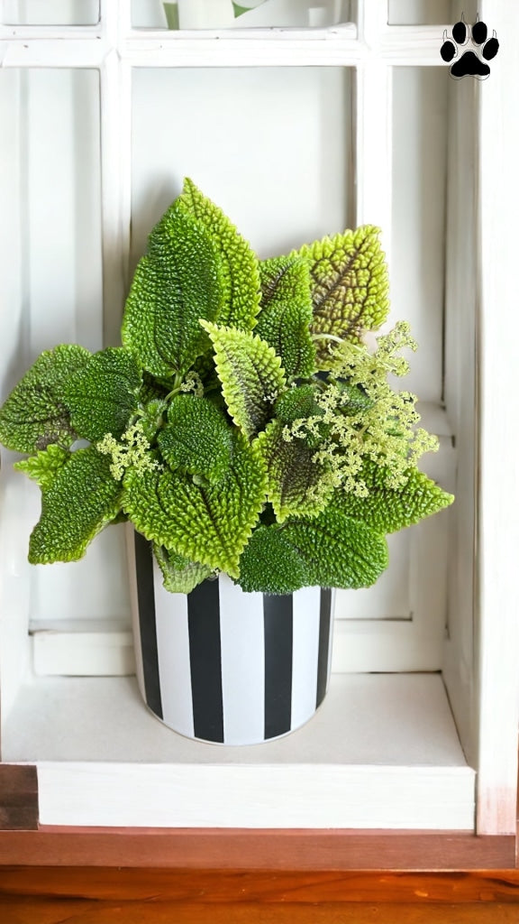 Pilea Moonlight in Mime Planter | Plant Party