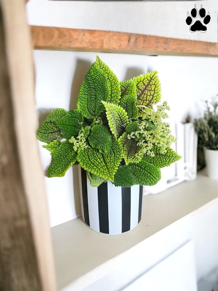Pilea Moonlight in Mime Planter | Plant Party
