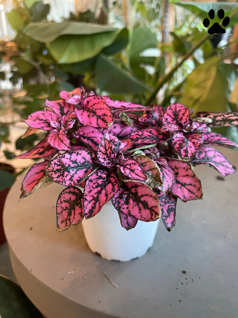 Pink Splash | Plant Party