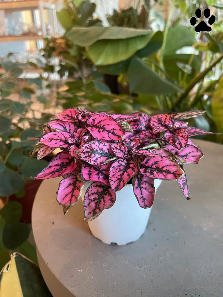 Pink Splash | Plant Party