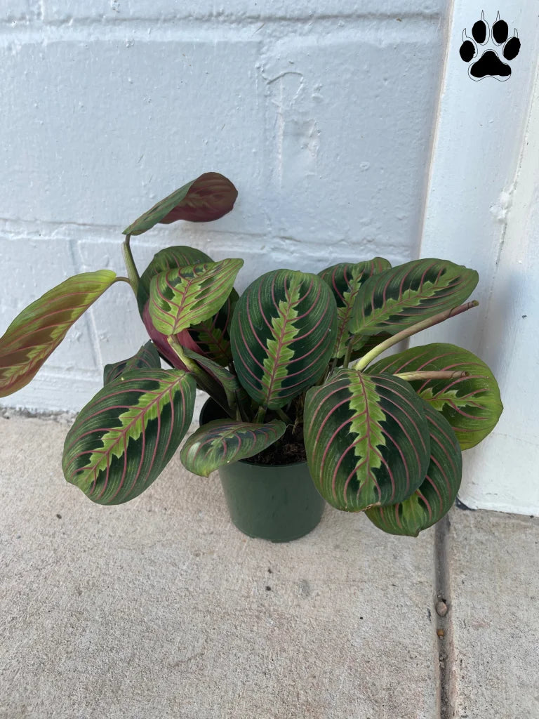 Red Maranta | Prayer Plant | Plant Party