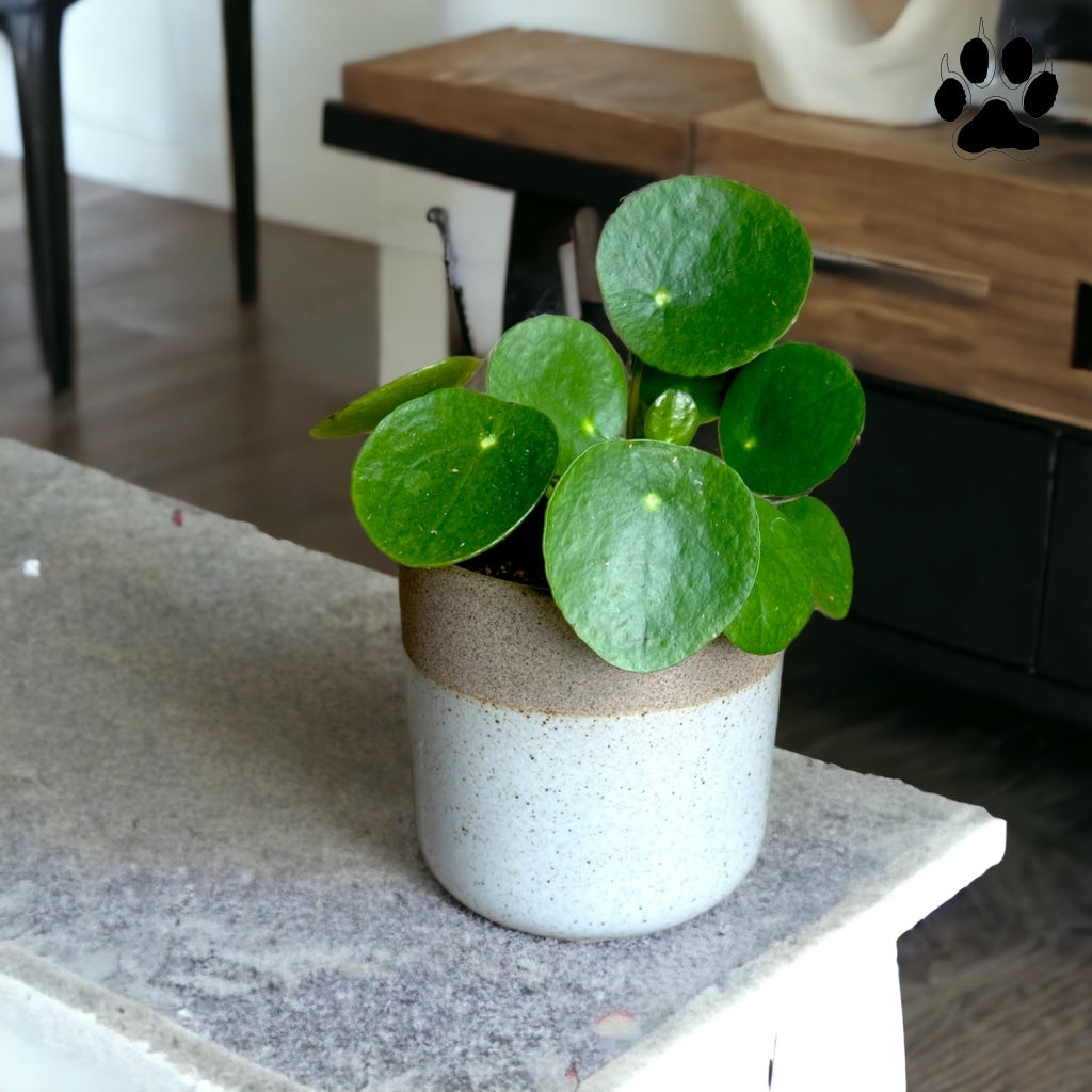 UFO Plant in Clearly Planter | Plant Party