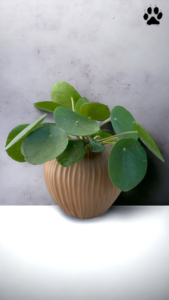 Ufo Plant in the Cove Planter | Plant Party