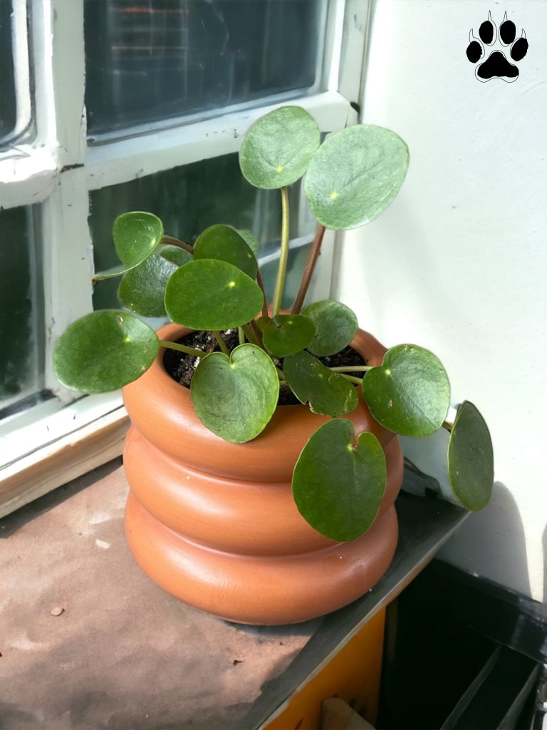UFO plant in Tubular Terracotta Planter | Plant Party