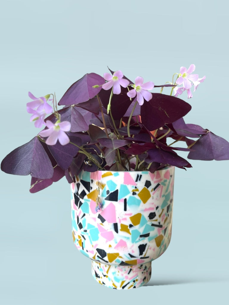 Blooming Oxalis in Fruit Cake Planter | Plant Party