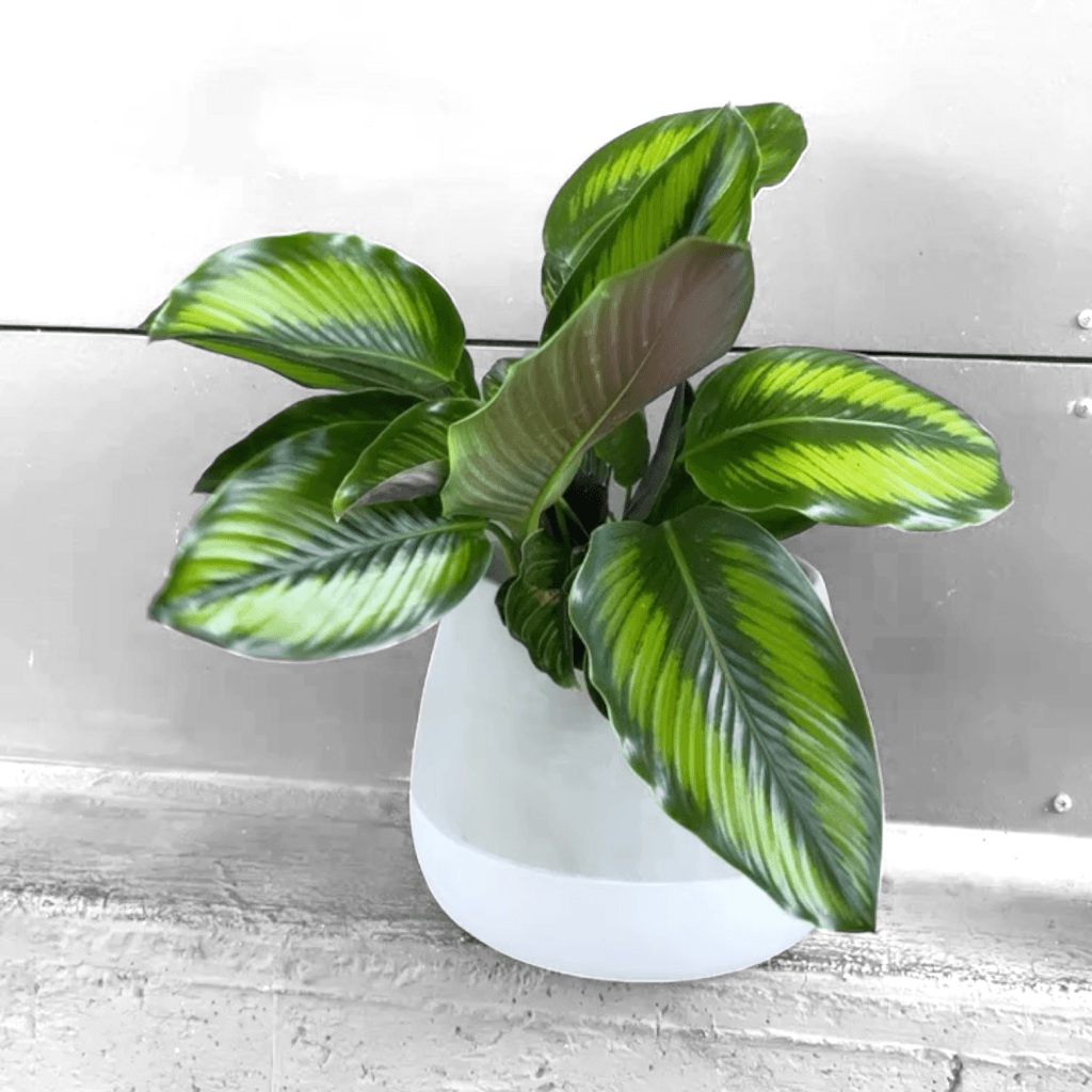 Calathea Beauty Star | Plant Party