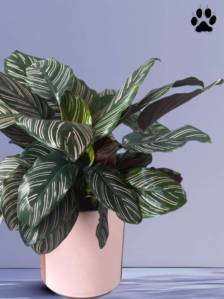 Calathea in Napoleon Planter | Plant Party