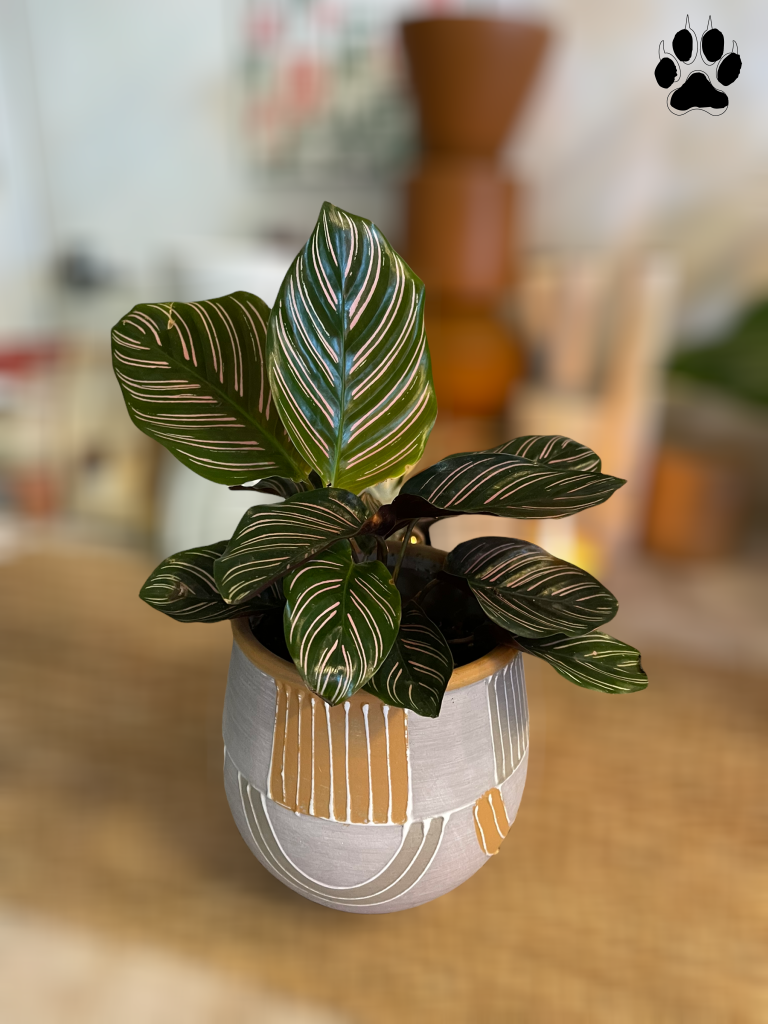 Calathea Ornata in Archie Planter | Plant Party