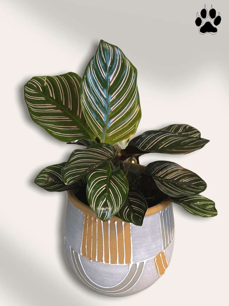 Calathea Ornata in Archie Planter | Plant Party