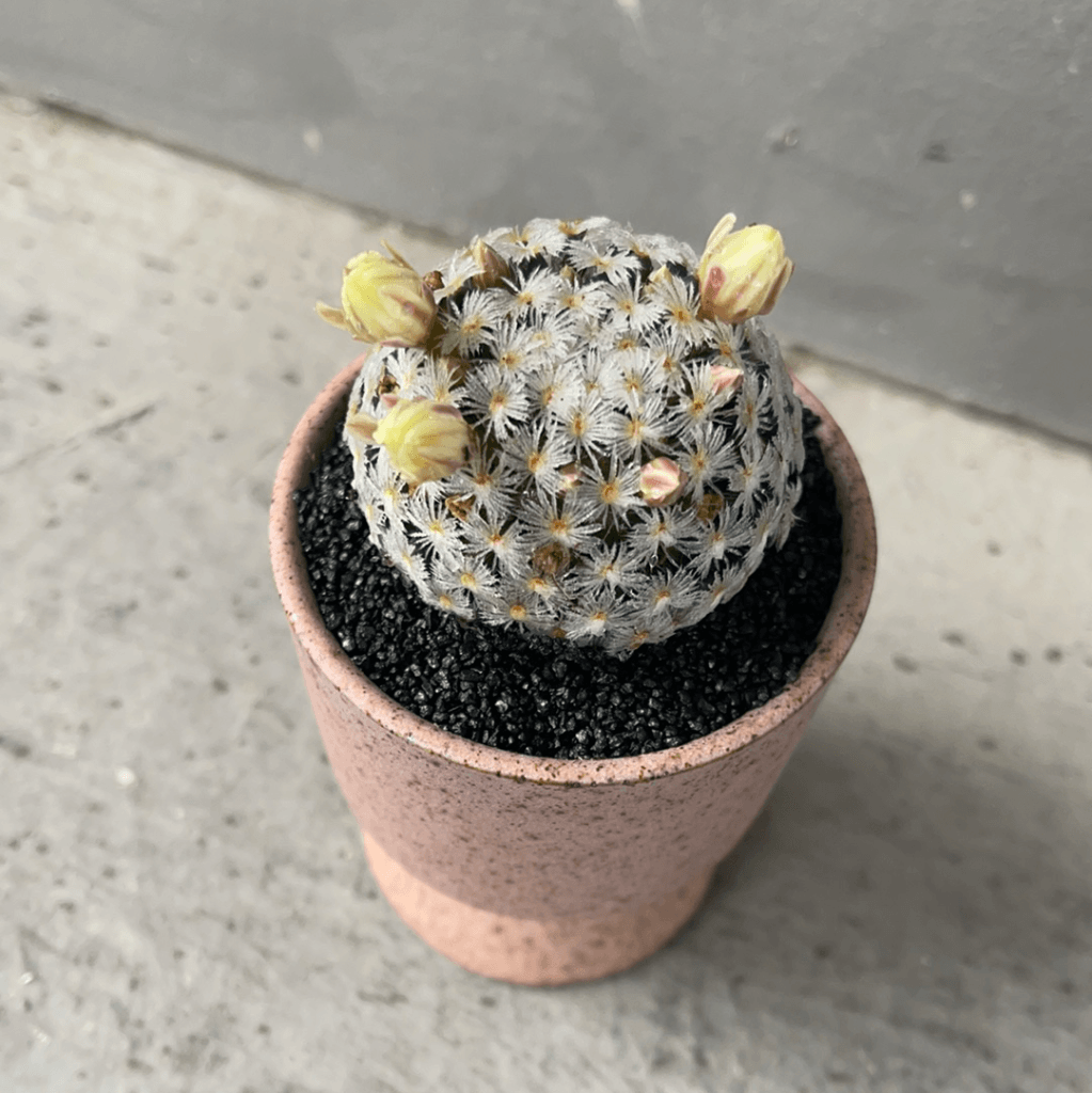 Daisy Cactus in Bloom in Sorbetto Planter | Plant Party