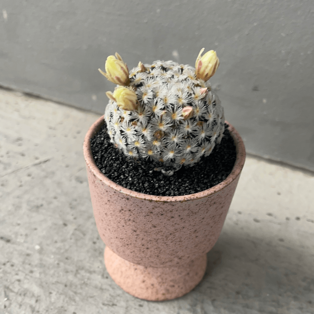 Daisy Cactus in Bloom in Sorbetto Planter | Plant Party