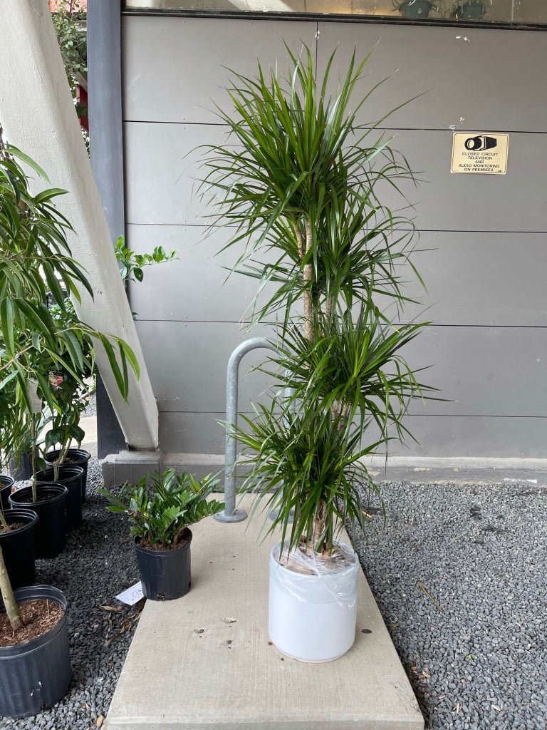 Dragon Tree in Matte Planter | Plant Party