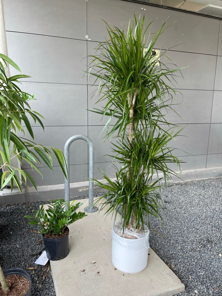 Dragon Tree in Matte Planter | Plant Party