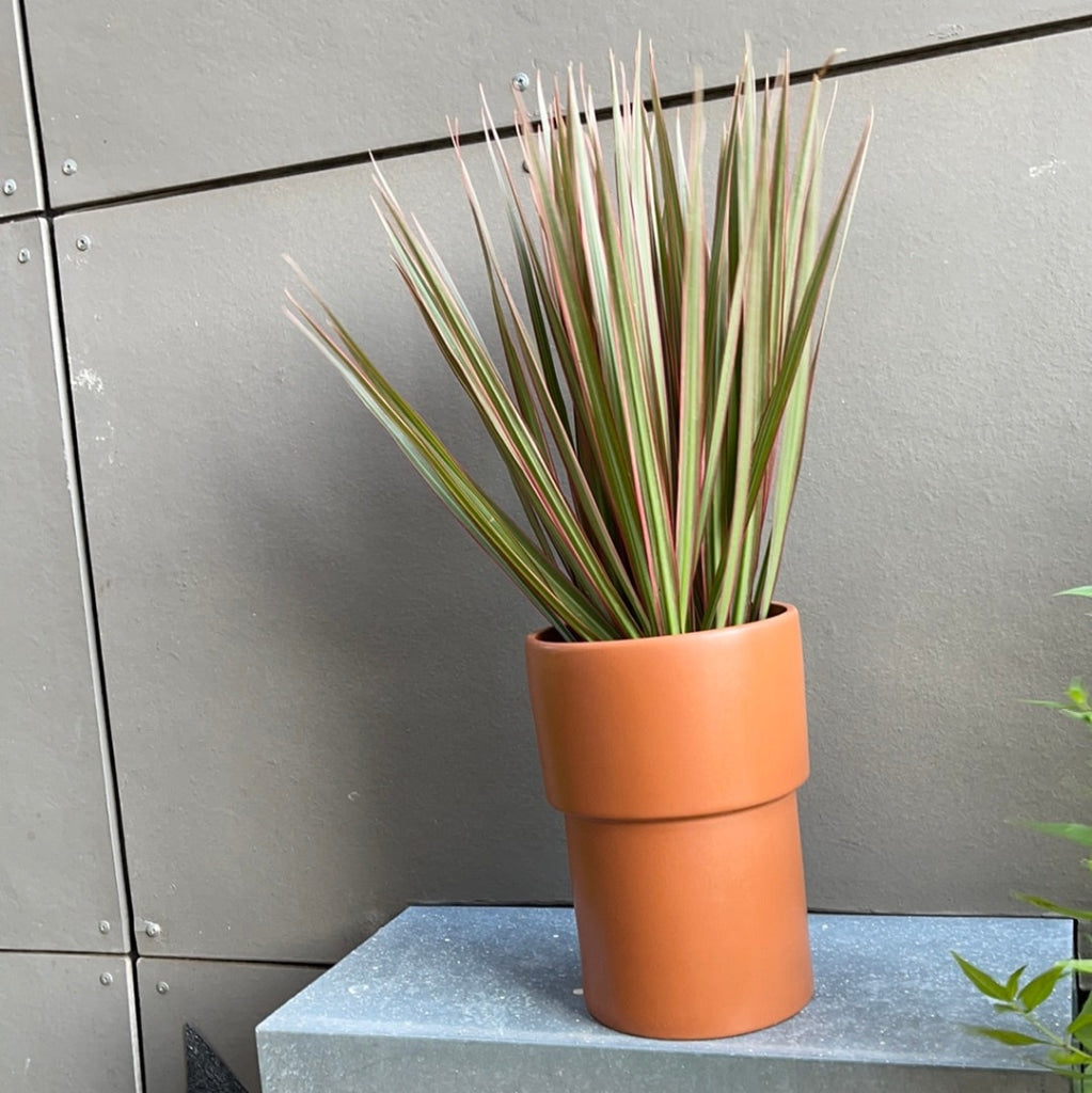 Dragon Tree in Terracotta Planter | Plant Party