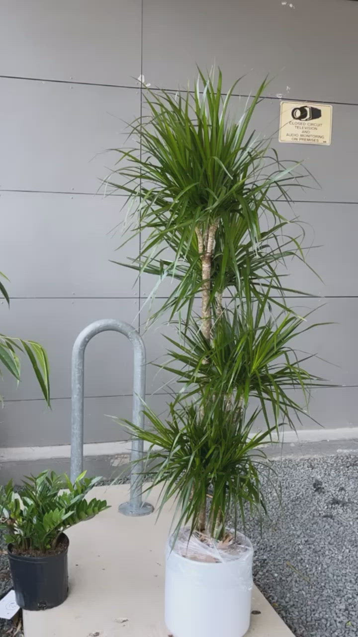 Dragon Tree in Matte Planter | Plant Party