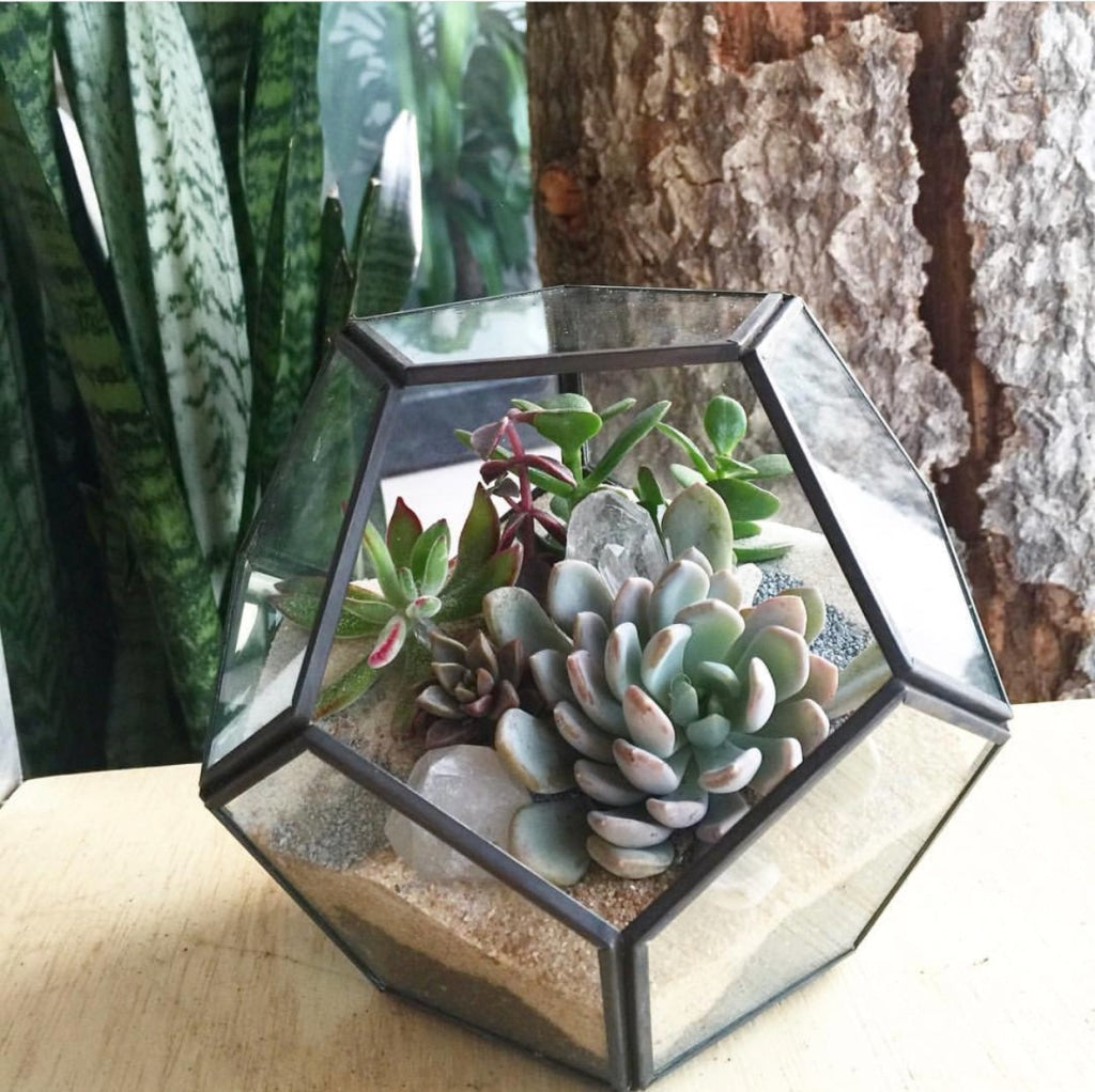 Ebony Geo | Plant Party