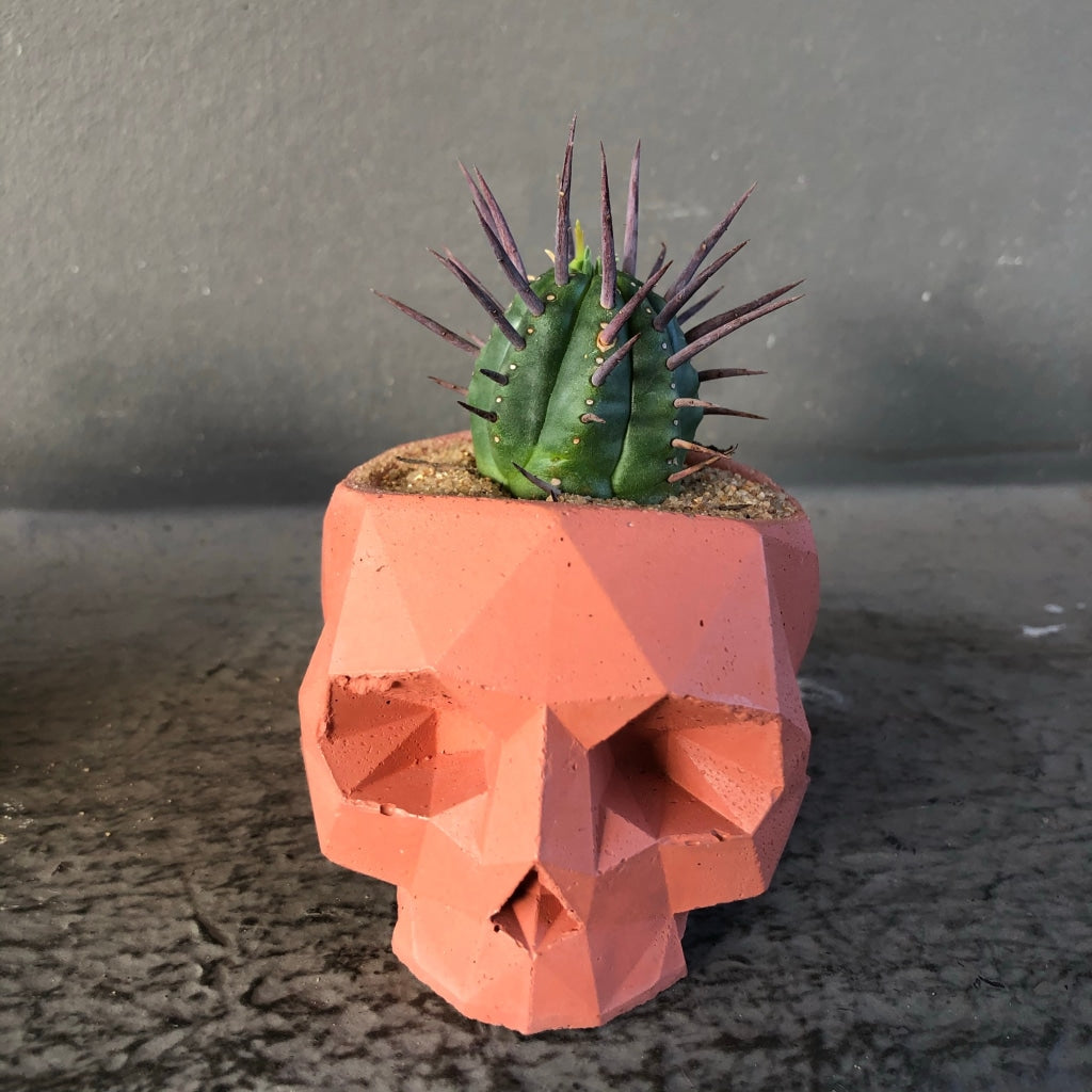 Geo Skull Euphorbia | Plant Party