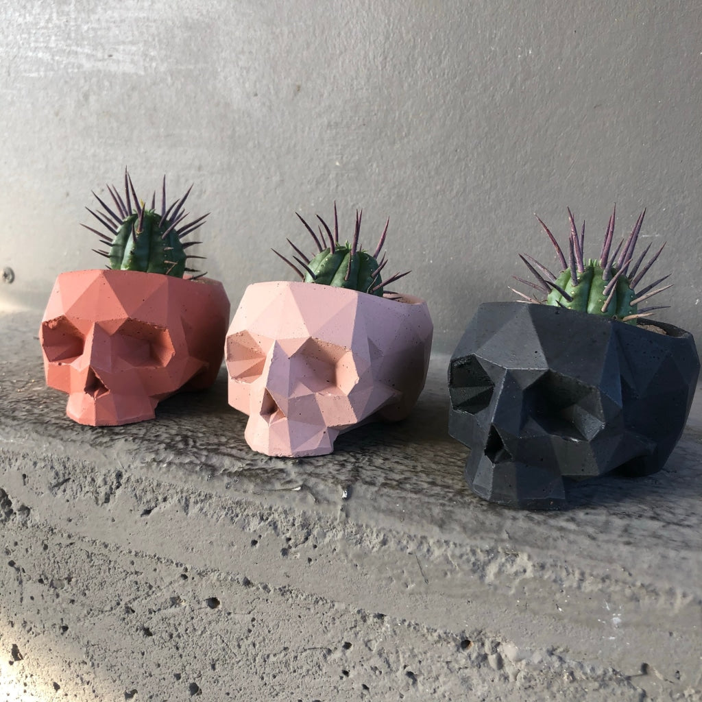 Geo Skull Euphorbia | Plant Party