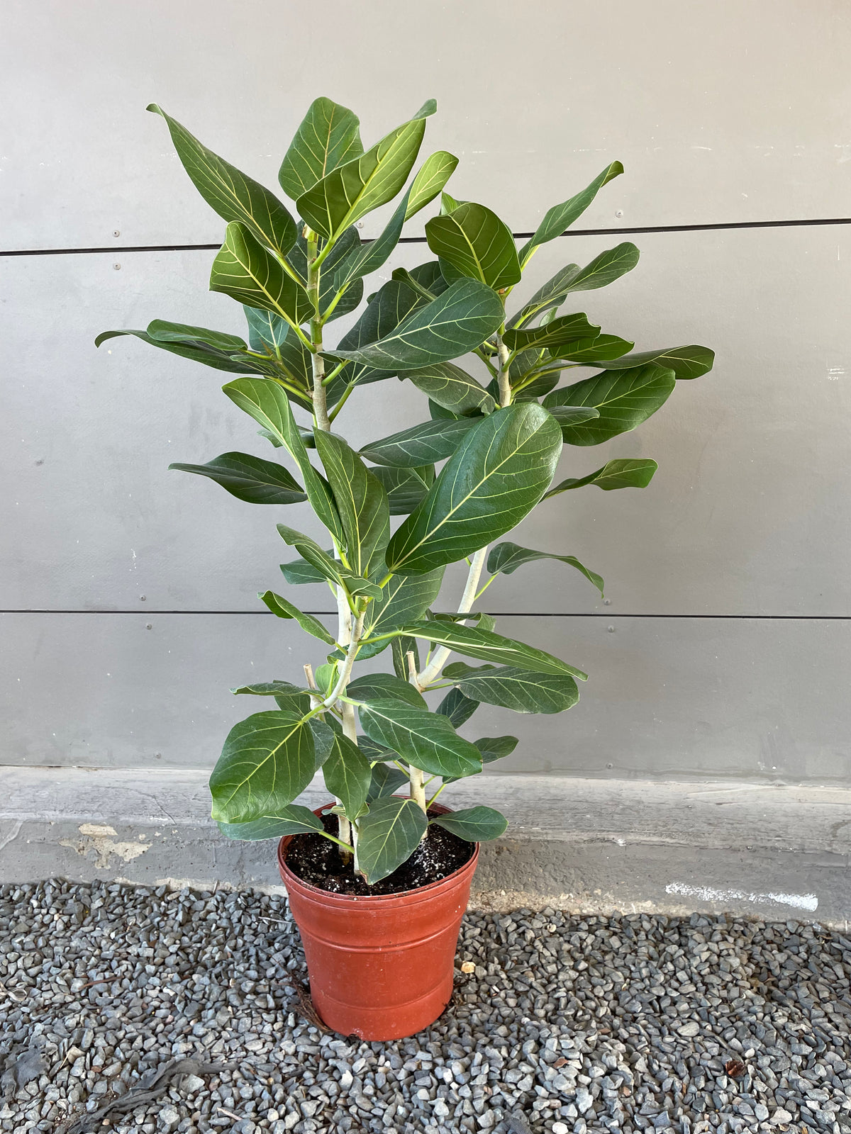 Ficus Audrey | Plant Party