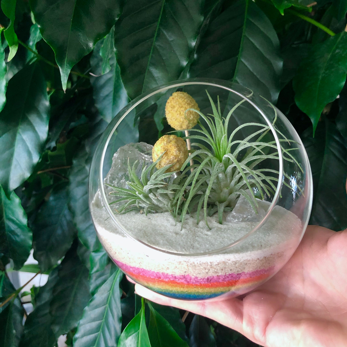 Rainbow Tilly Crystal Garden | Plant Party