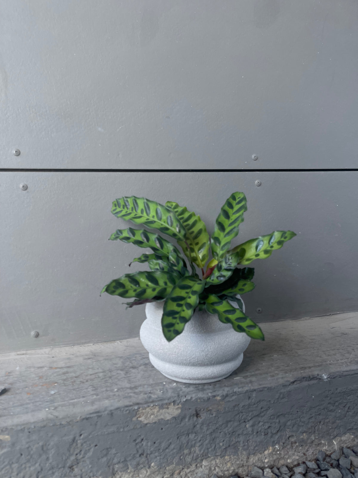 Rattlesnake Calathea in Tubular Planter | Plant Party