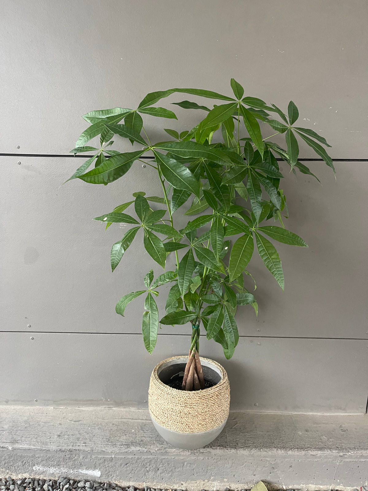 Money Tree in Rattan Planter | Plant Party