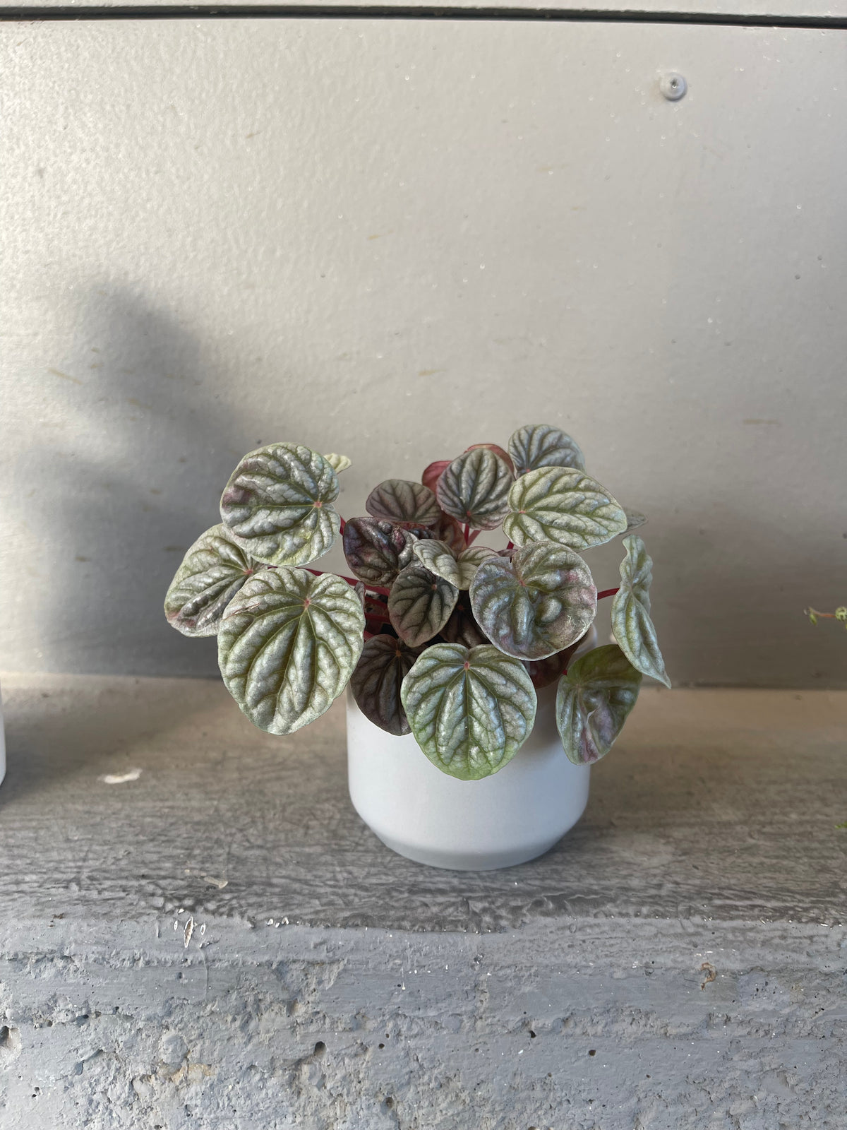 Silver Ripple Peperomia in Grey Matte Planter | Plant Party
