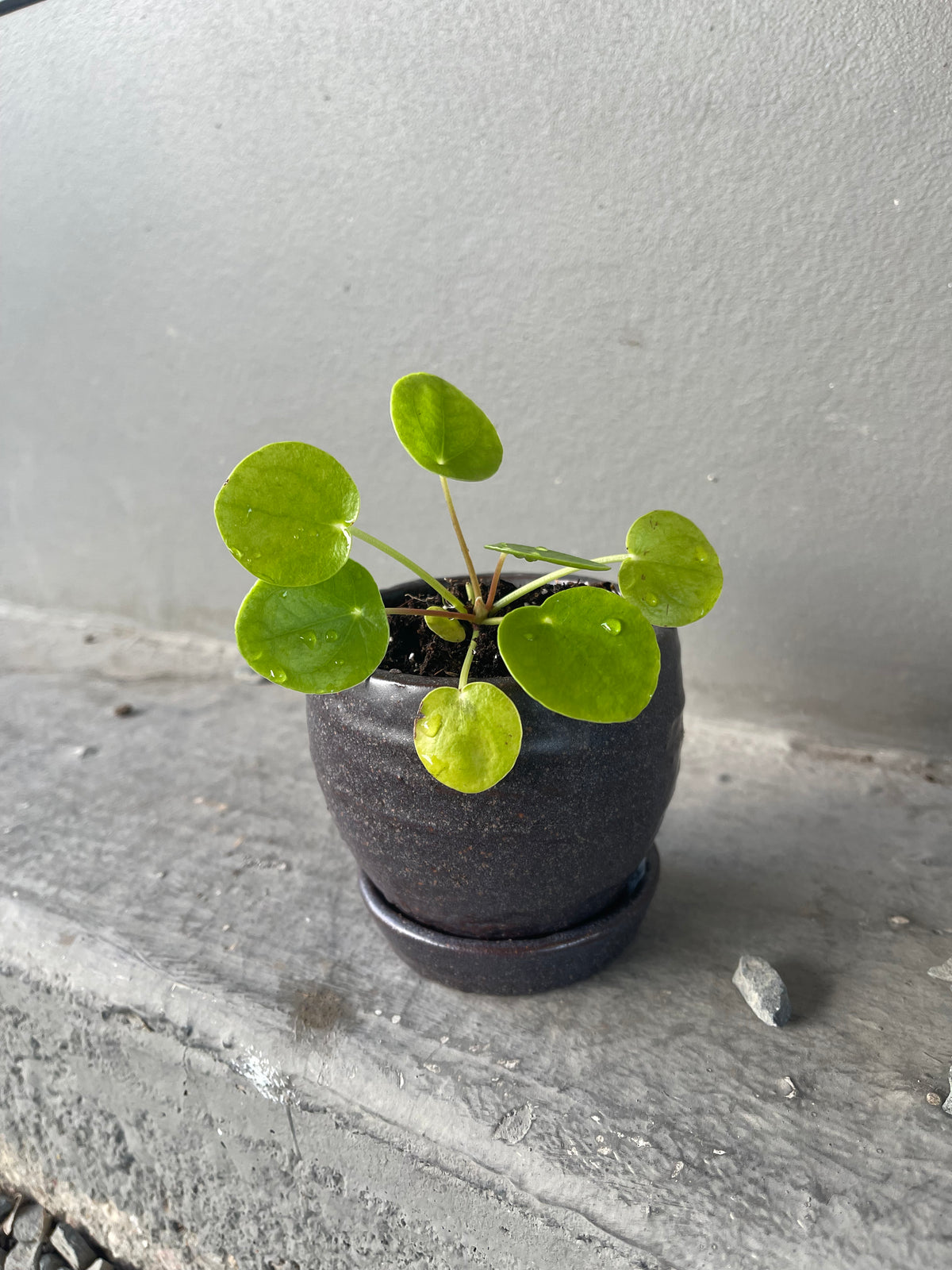 UFO Plant in Sal Planter | Plant Party