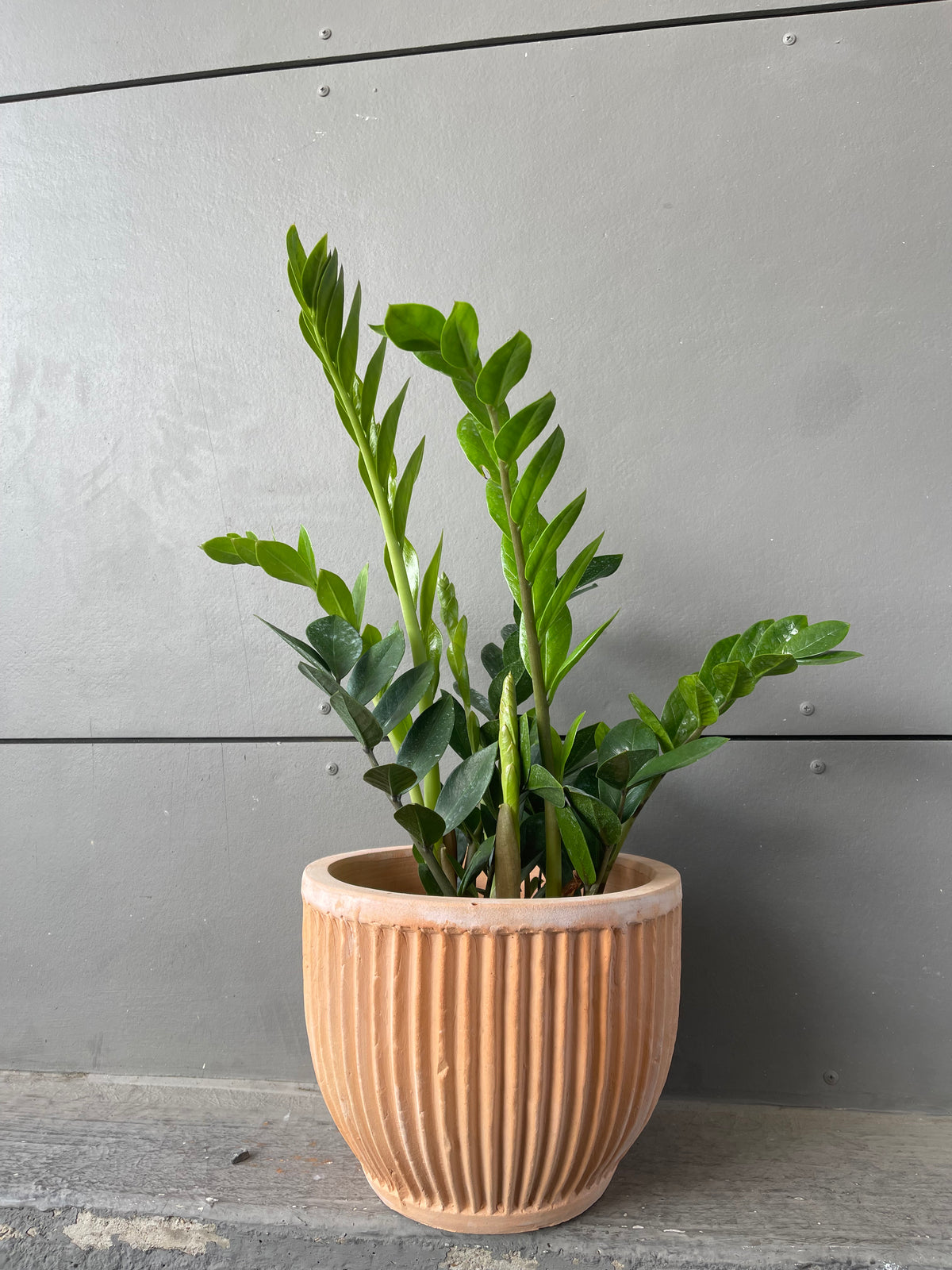 Zz Plant in Terracotta Planter | Plant Party