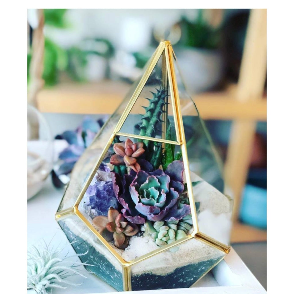 Juno Gold | Plant Party