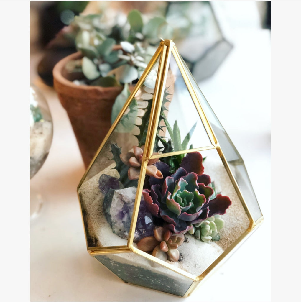 Juno Gold | Plant Party