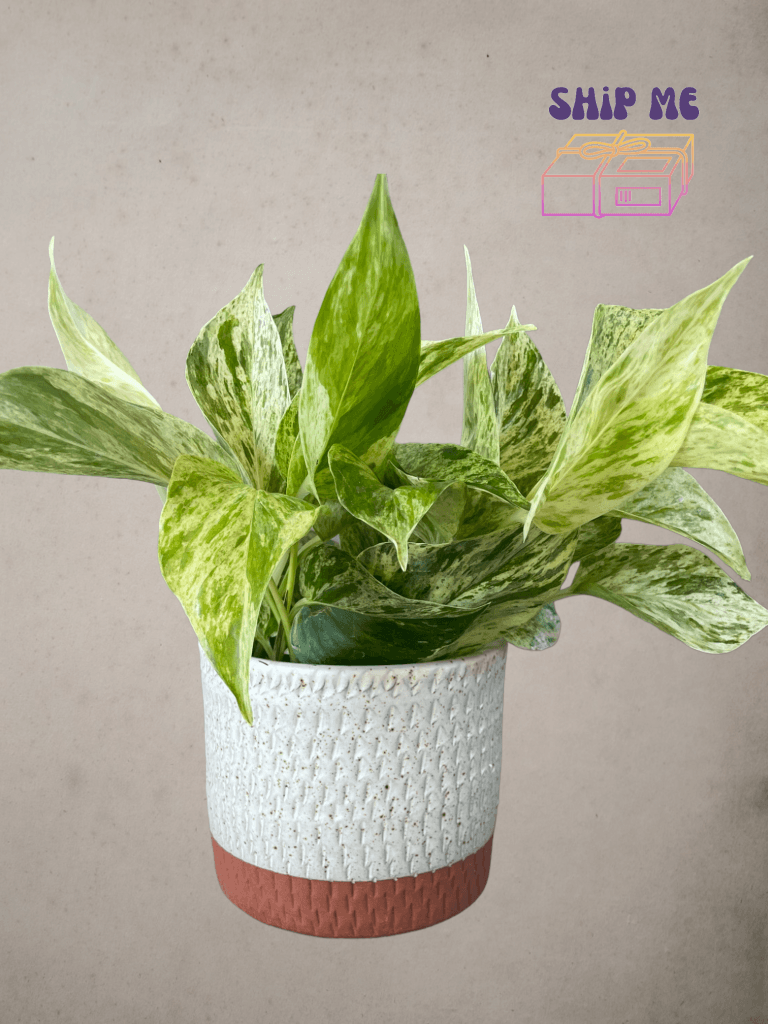 Marble Pothos in Rust Planter | Plant Party