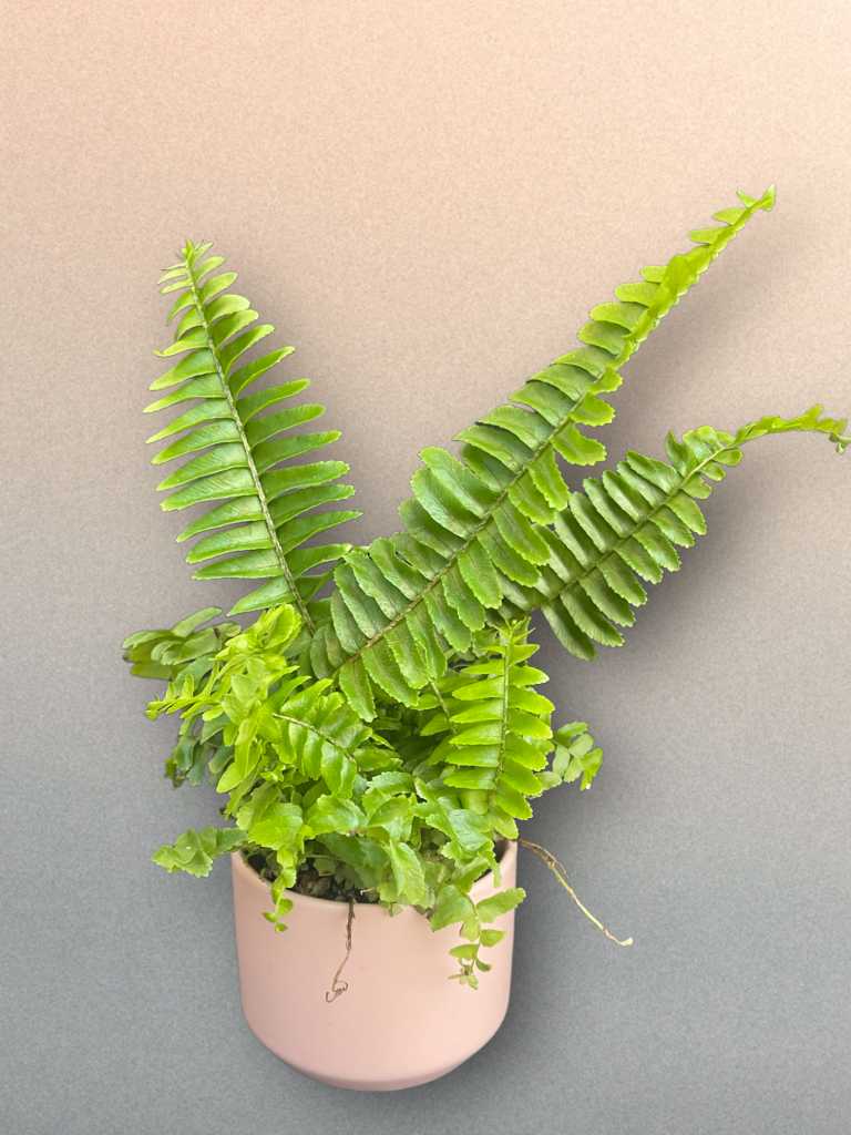 Medusa Fern in Pink Matte Planter | Plant Party