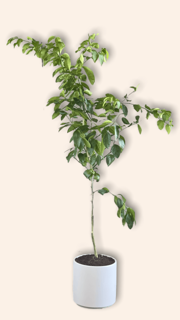 Meyer Lemon Tree in Matte Planter | Plant Party