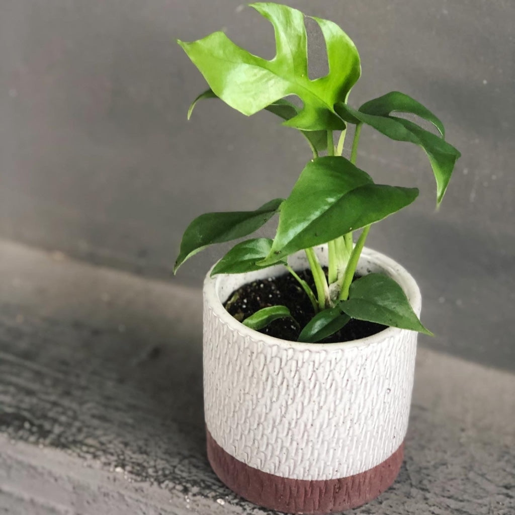 Mini Monstera in Rust Planter | Plant Party