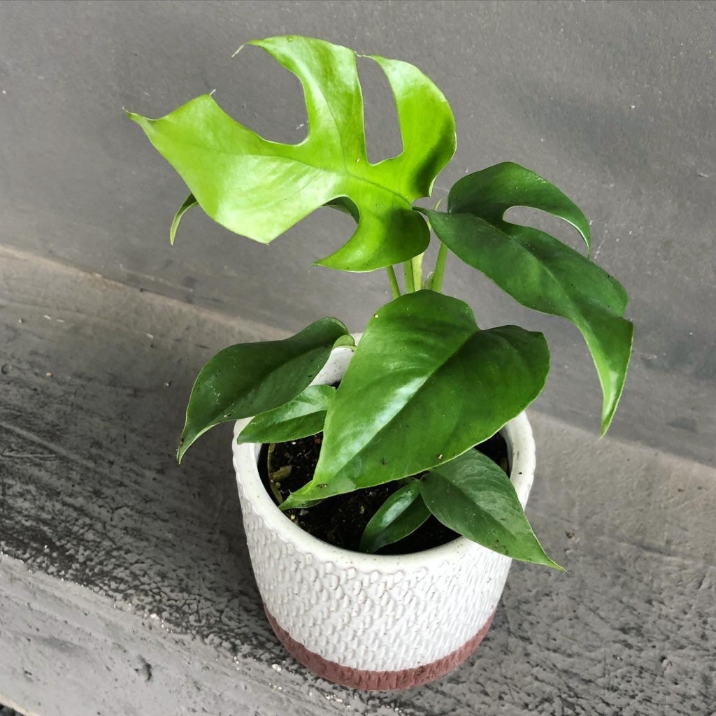 Mini Monstera in Rust Planter | Plant Party