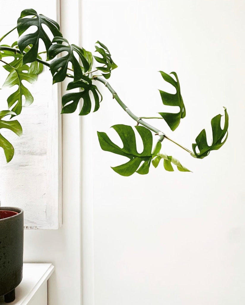 Mini Monstera in Rust Planter | Plant Party