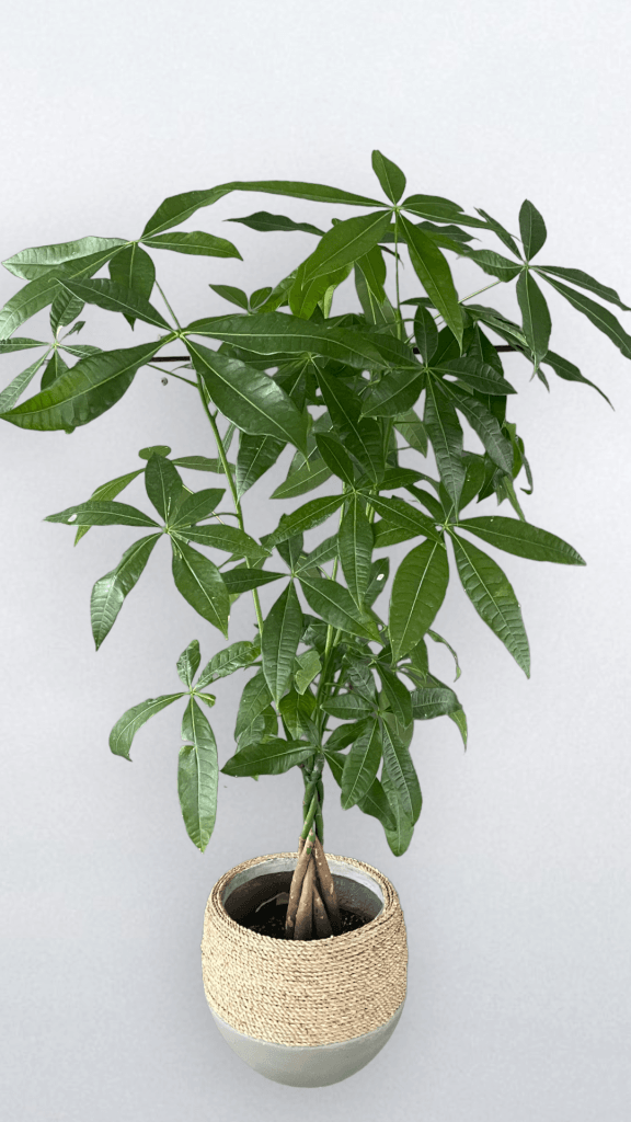 Money Tree in Rattan Planter | Plant Party
