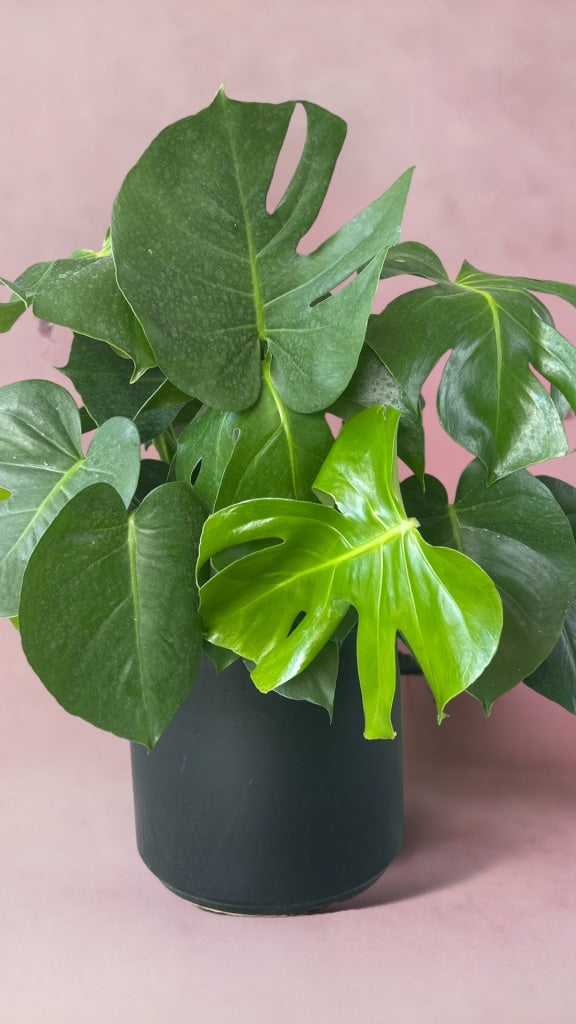 Monstera in Matte Planter | Plant Party