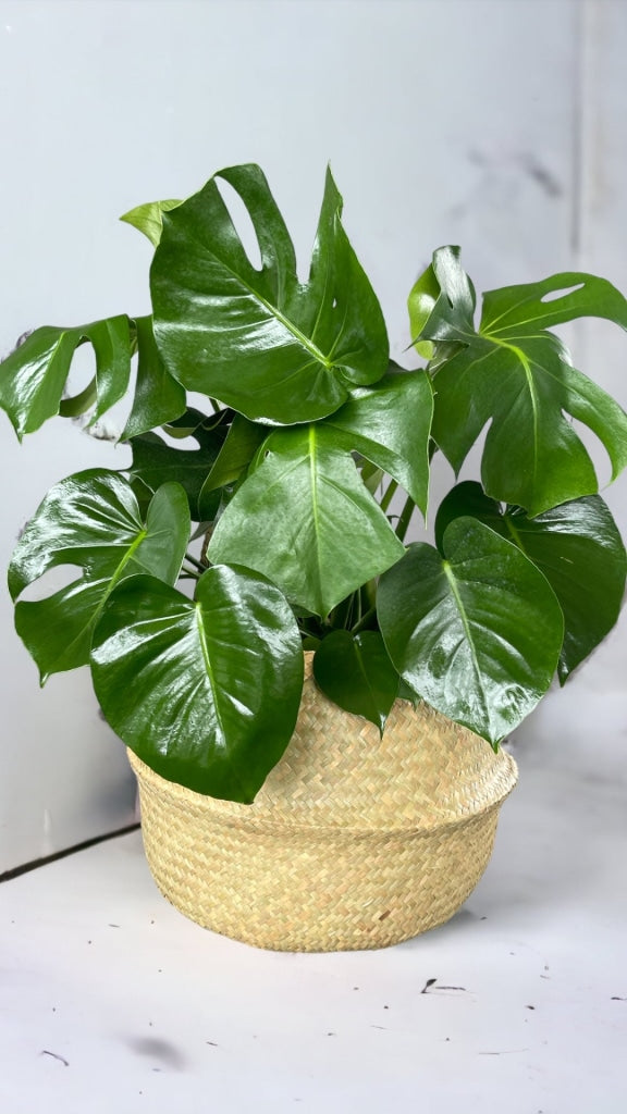 Monstera in Sea Grass Basket | Plant Party