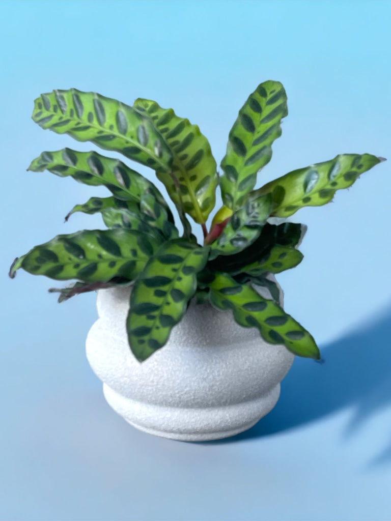 Rattlesnake Calathea in Tubular Planter | Plant Party