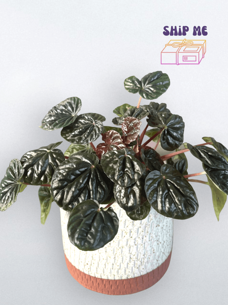 Ripple Peperomia in Rust Planter | Plant Party