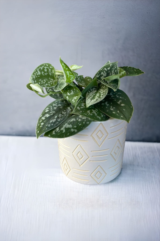 Scindapsis in Rhombus Planter | Plant Party